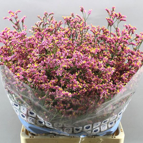Statice & Limonium | Wholesale Flowers UK | Wedding Flowers | Triangle ...