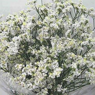 Statice & Limonium | Wholesale Flowers UK | Wedding Flowers | Triangle ...