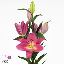 Buy Lily Oriental Wholesale Flowers Online | Wedding Flowers | Oriental ...