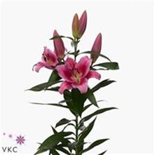 Buy Lily Oriental Wholesale Flowers Online | Wedding Flowers | Oriental ...