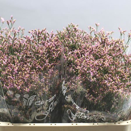 Statice & Limonium | Wholesale Flowers UK | Wedding Flowers | Triangle ...