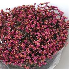 Statice & Limonium | Wholesale Flowers UK | Wedding Flowers | Triangle ...