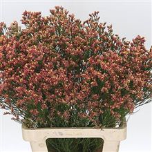 Statice & Limonium | Wholesale Flowers UK | Wedding Flowers | Triangle ...