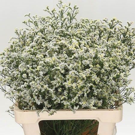 Statice & Limonium | Wholesale Flowers UK | Wedding Flowers | Triangle ...