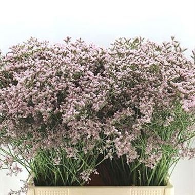 Statice & Limonium | Wholesale Flowers UK | Wedding Flowers | Triangle ...