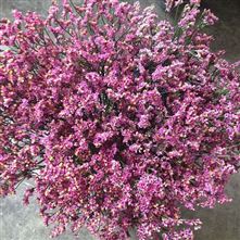 Statice & Limonium | Wholesale Flowers UK | Wedding Flowers | Triangle ...