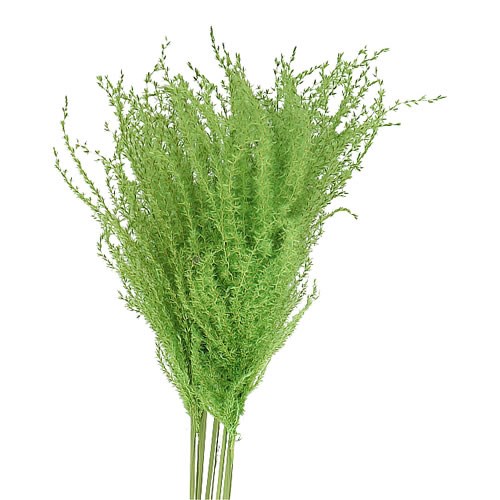 Wholesale Dutch flowers. Wholesale Floral Supplier