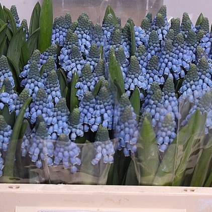 Hyacinths Muscari Scilla | Wholesale Flowers UK | Wedding Flowers ...