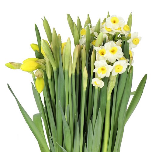 Daffodils & Narcissus | Wholesale Flowers UK | Wedding Flowers ...