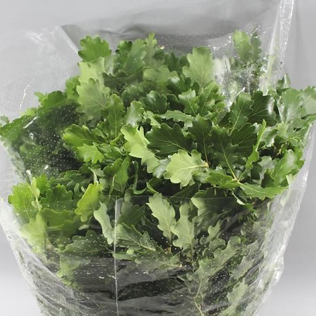 Greenery | Wholesale Flowers UK | Wedding Flowers | Triangle Nursery