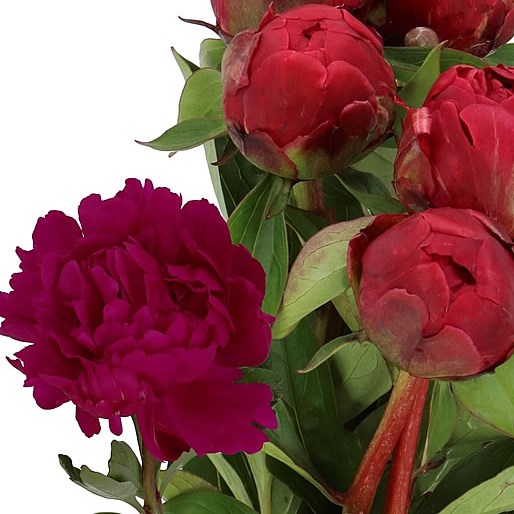 PEONY PAUL M WILD 60cm Wholesale Dutch Flowers Florist Supplies UK