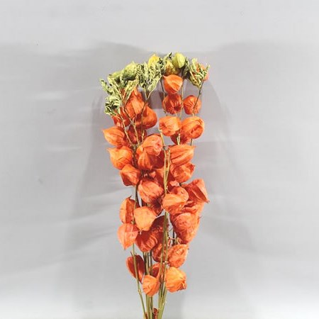 Dried Flowers & Foliage | Preserved Foliage | Wholesale Dried Flowers ...