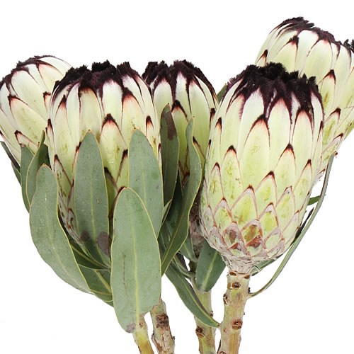 PROTEA RED ICE 50cm | Wholesale Dutch Flowers & Florist Supplies UK