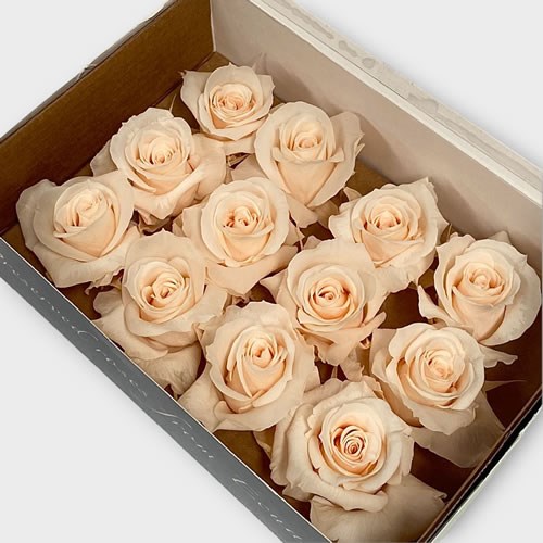 Luxury One Year Preserved Roses | Wholesale Flowers & Florist Supplies UK