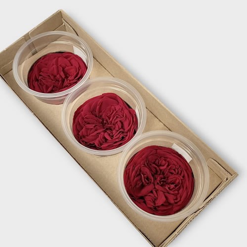 Luxury One Year Preserved Roses | Wholesale Flowers & Florist Supplies UK