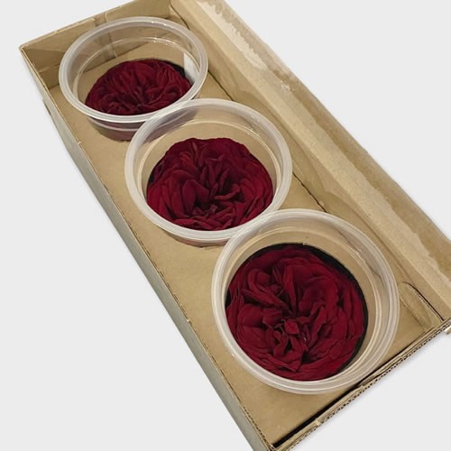 Luxury One Year Preserved Roses | Wholesale Flowers & Florist Supplies UK
