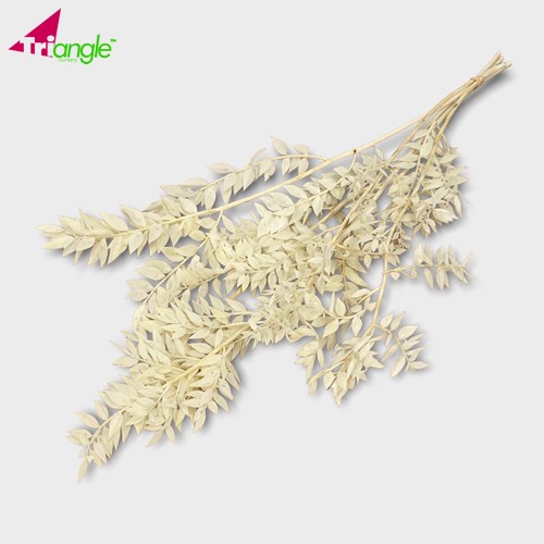 Dried Flowers & Foliage | Preserved Foliage | Wholesale Dried Flowers ...