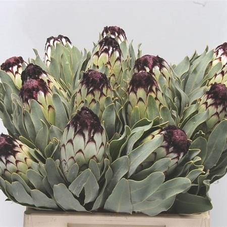 Proteas | Wholesale Flowers UK | Wedding Flowers | Protea