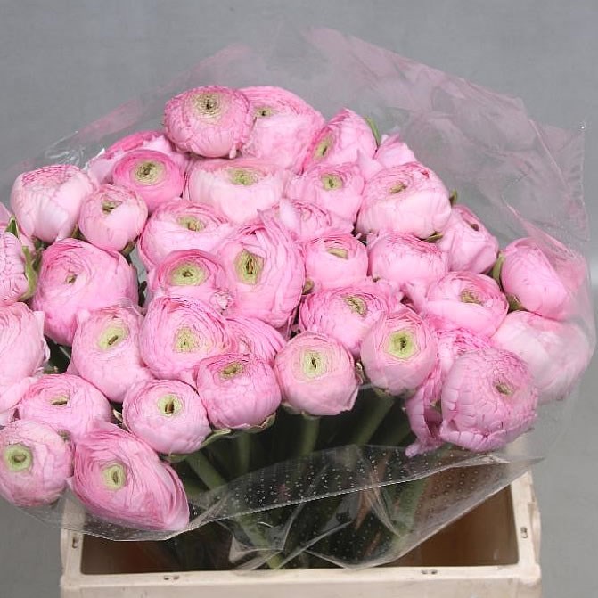 Ranunculus | Wholesale Flowers UK | Wedding Flowers | Triangle Nursery