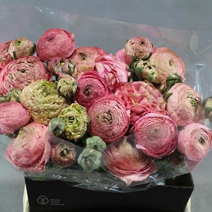 Ranunculus | Wholesale Flowers UK | Wedding Flowers | Triangle Nursery