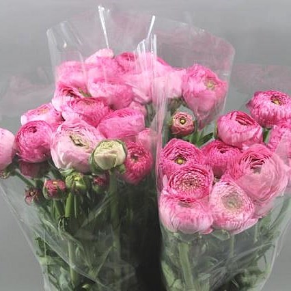 Ranunculus | Wholesale Flowers UK | Wedding Flowers | Triangle Nursery