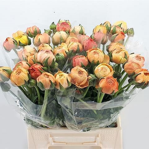 Ranunculus | Wholesale Flowers UK | Wedding Flowers | Triangle Nursery