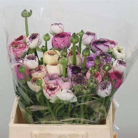 Ranunculus | Wholesale Flowers UK | Wedding Flowers | Triangle Nursery