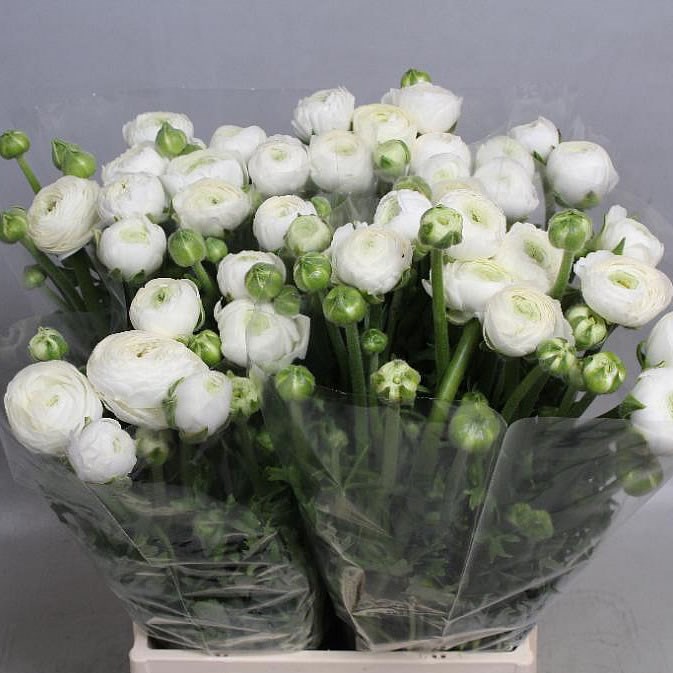 Ranunculus | Wholesale Flowers UK | Wedding Flowers | Triangle Nursery