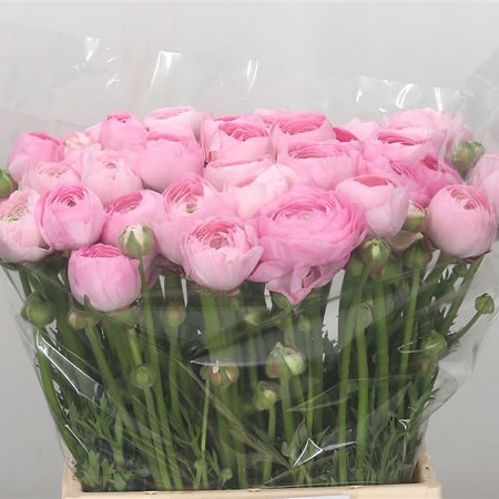 Ranunculus | Wholesale Flowers UK | Wedding Flowers | Triangle Nursery