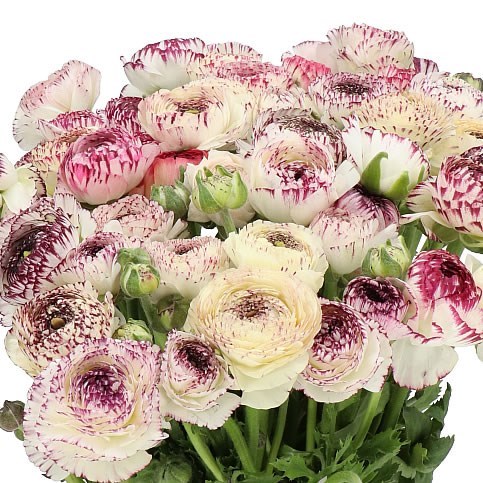 RANUNCULUS AAZUR SALMON 40cm | Wholesale Dutch Flowers & Florist ...