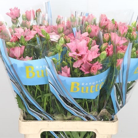 RANUNCULUS AAZUR SALMON EX 45cm | Wholesale Dutch Flowers & Florist ...