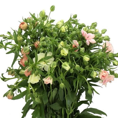 RANUNCULUS AAZUR SALMON EX 40cm | Wholesale Dutch Flowers & Florist ...