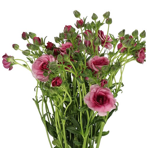 RANUNCULUS CLOONY VENERE 40cm | Wholesale Dutch Flowers & Florist ...