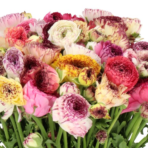Ranunculus | Wholesale Flowers UK | Wedding Flowers | Triangle Nursery
