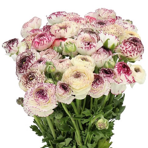 RANUNCULUS AAZUR RED 40cm | Wholesale Dutch Flowers & Florist Supplies UK