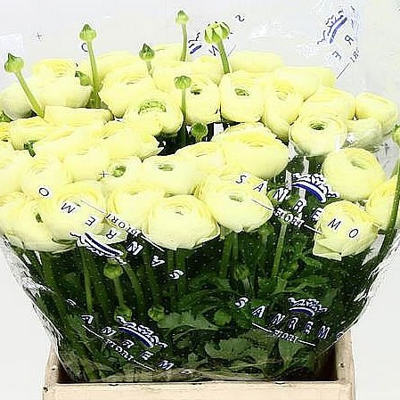 Ranunculus | Wholesale Flowers UK | Wedding Flowers | Triangle Nursery