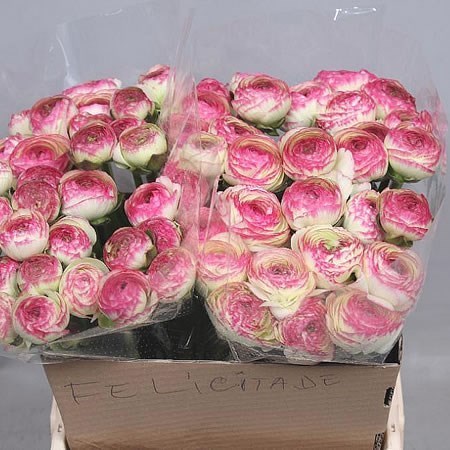 Ranunculus | Wholesale Flowers UK | Wedding Flowers | Triangle Nursery