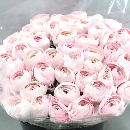 RANUNCULUS AAZUR ORANGE 40cm | Wholesale Dutch Flowers & Florist ...