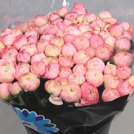 Ranunculus | Wholesale Flowers UK | Wedding Flowers | Triangle Nursery