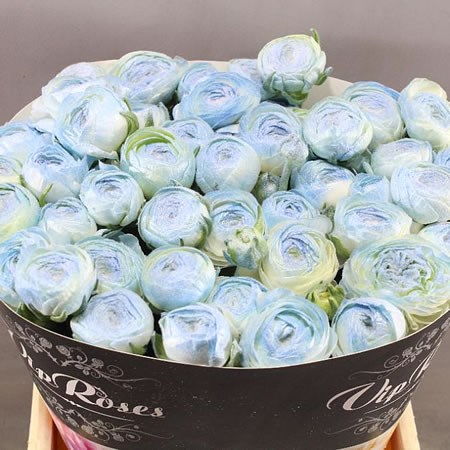 Ranunculus Dyed | Wholesale Dutch Flowers Direct & Florist Supplies UK