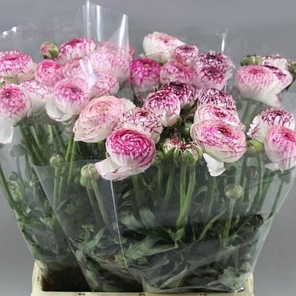 Ranunculus | Wholesale Flowers UK | Wedding Flowers | Triangle Nursery