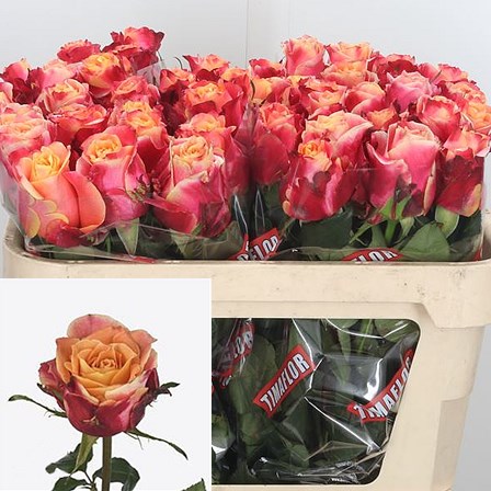 Earl Grey Roses x 20 | Wholesale Flowers & Florist Supplies UK