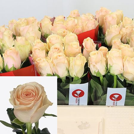 Buy wholesale cut roses online | Wedding Flowers | Triangle Nursery