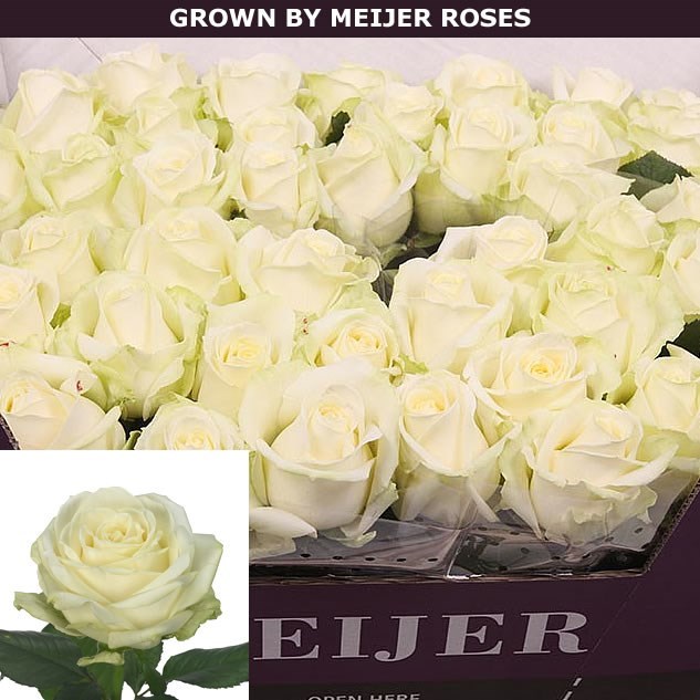 Buy wholesale cut roses online | Wedding Flowers | Triangle Nursery
