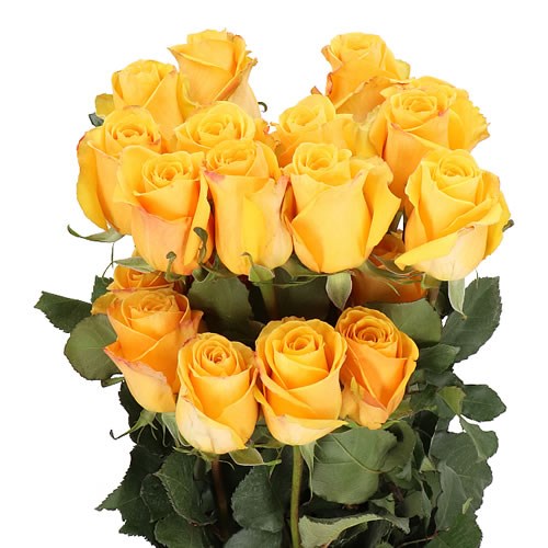 Buy wholesale cut roses online | Wedding Flowers | Triangle Nursery