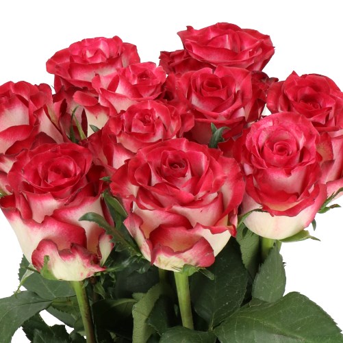 Buy wholesale cut roses online | Wedding Flowers | Triangle Nursery