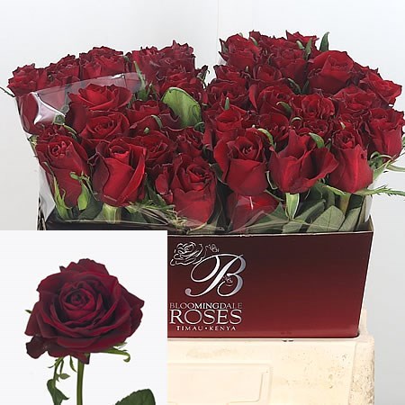 ROSE EVER RED 70cm Wholesale Dutch Flowers Florist Supplies UK