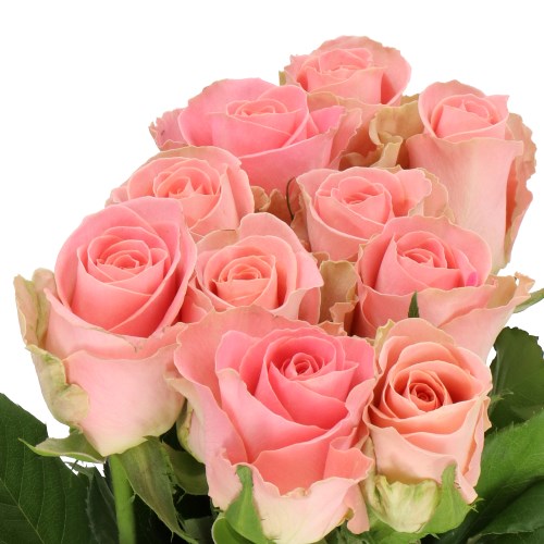 Buy wholesale cut roses online | Wedding Flowers | Triangle Nursery