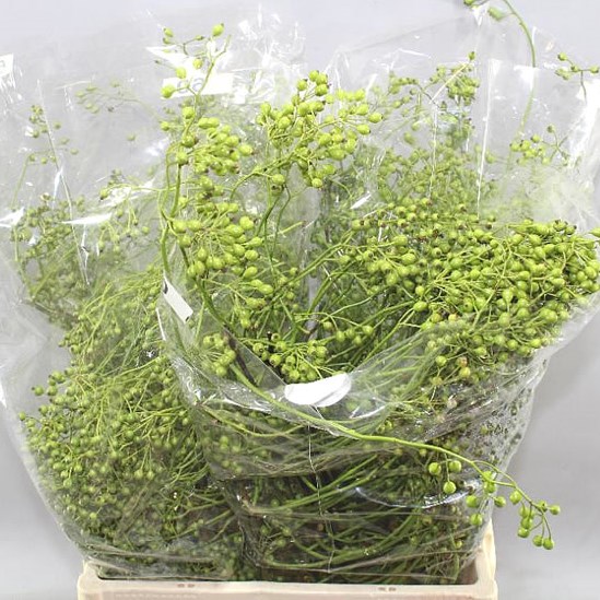 Rose Hips Rose Haw | Wholesale Dutch Flowers Direct & Florist Supplies UK