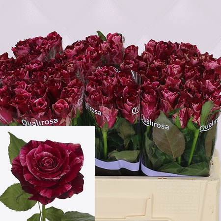 Buy wholesale cut roses online | Wedding Flowers | Triangle Nursery